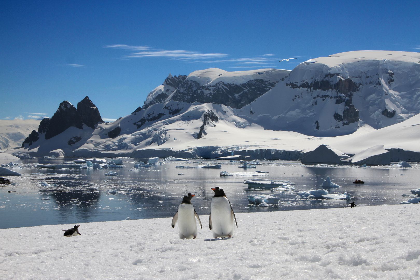 The Curious Penguins In Antarctica the-curious-penguins-in-antarctica