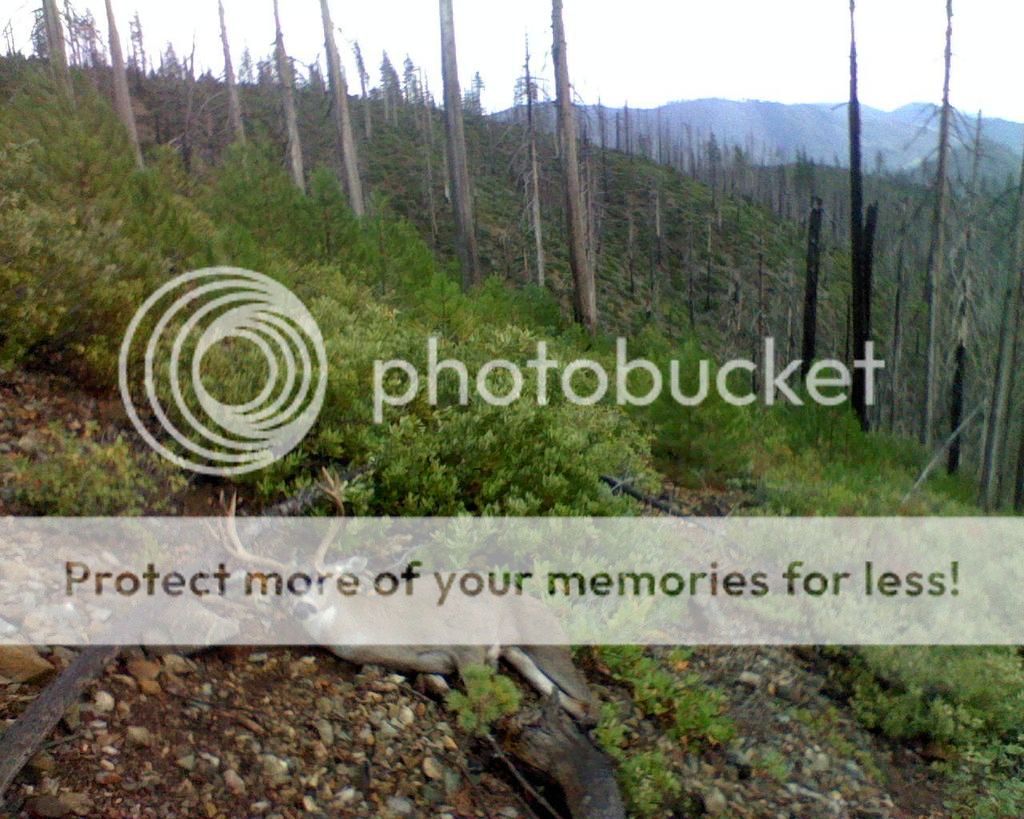 OT Oregon blacktail deer opener - 24hourcampfire