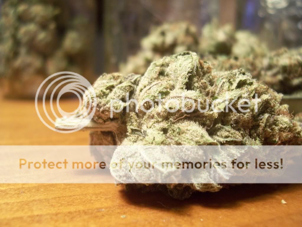 DANK Purple OG Kush pickup + Kandy Kush & Blueberry | Grasscity Forums ...